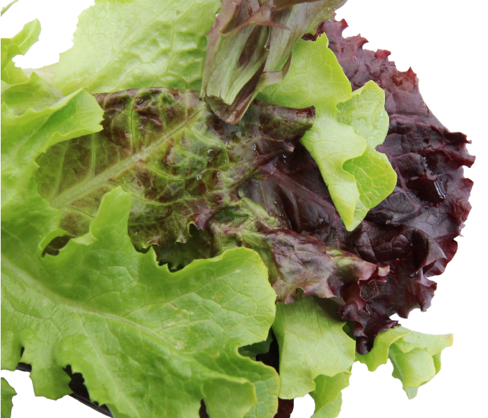 mezeh mediterranean grill | fresh, bold, natural mediterranean flavor